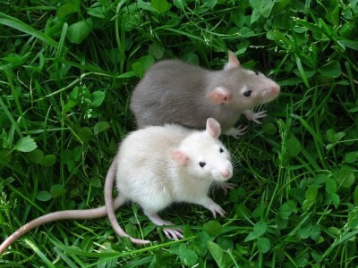 Ori's rat maker | Picrew - つくってあそべる画像メーカー