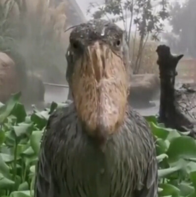 Sharkk’s fursona maker (desc!) | Picrew - The Character Maker & Creator