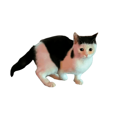 MOMO | Picrew - The Character Maker & Creator