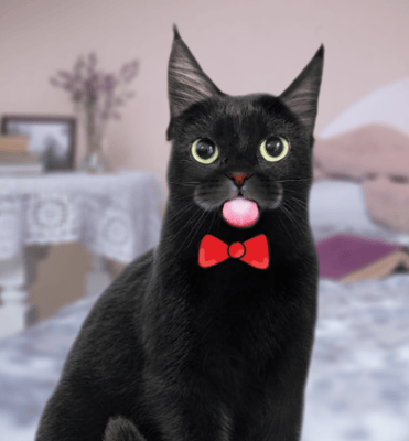 Real life cat maker | Picrew - つくってあそべる画像メーカー